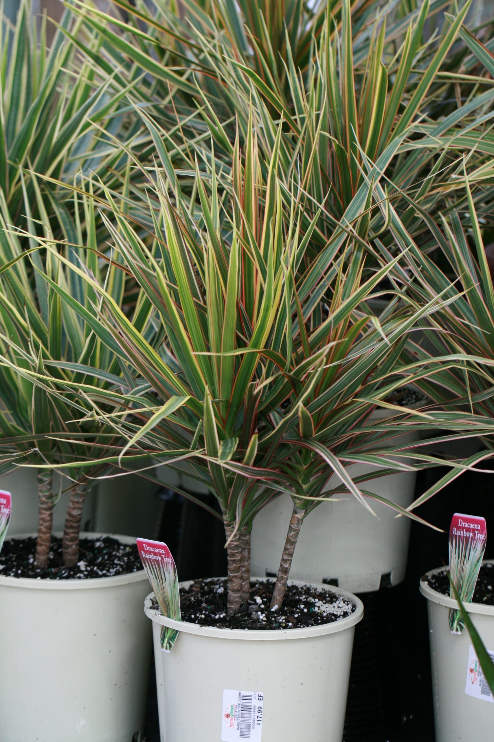 How To Revive a Dracaena Marginata Plant - A Complete Guide