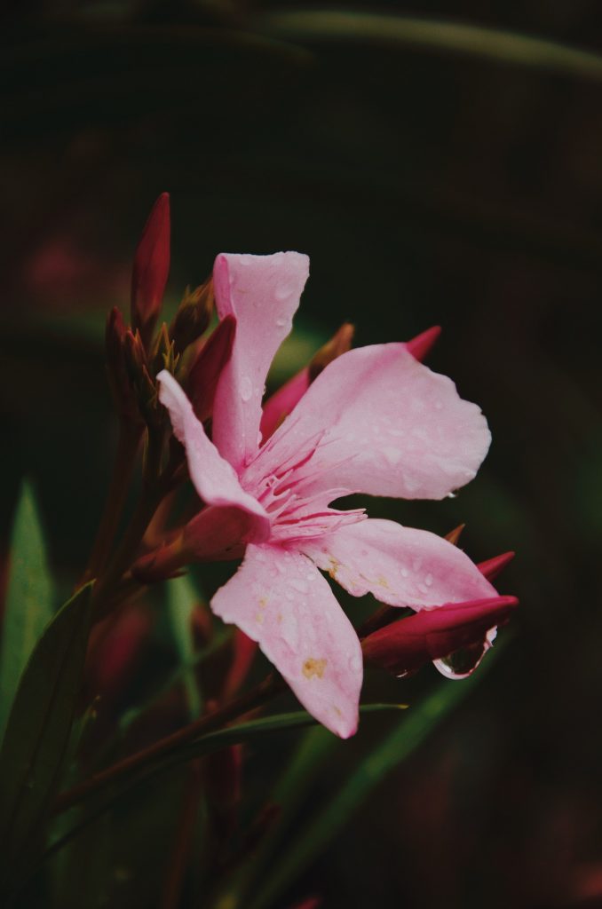 Oleander Overwatering Symptoms and Remedies - Full Guide