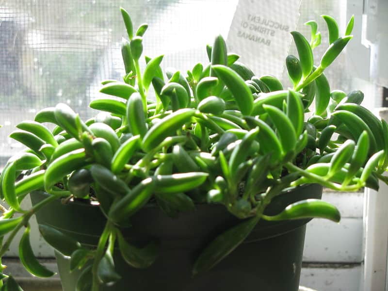 String Of Bananas Propagation In Water: A Complete Guide