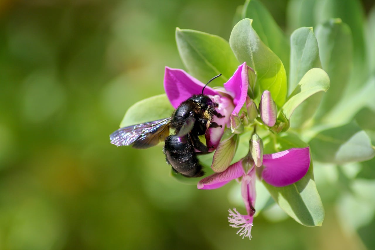 Do Carpenter Bees Make Honey? - bloomandbumble.com