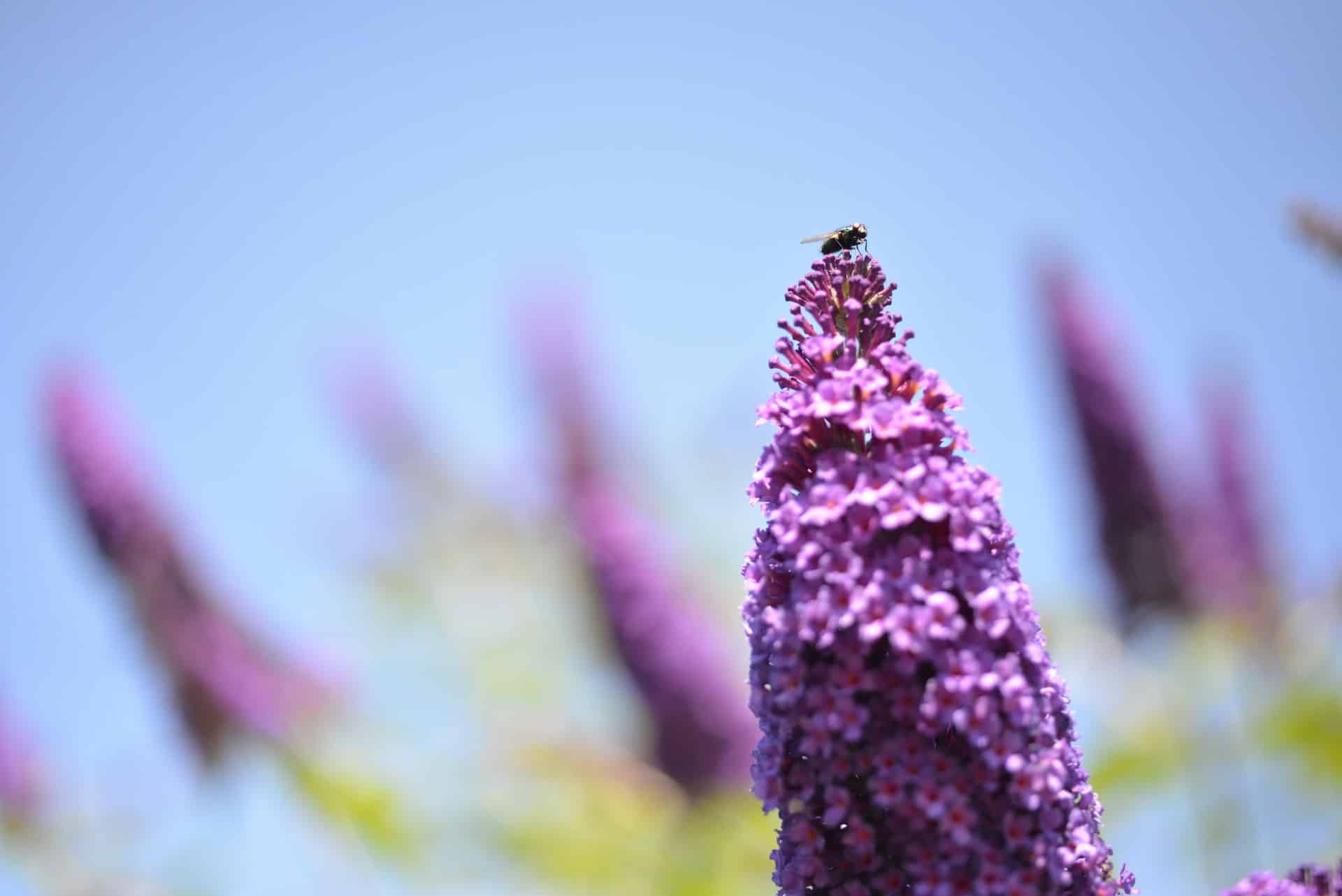 How To Kill Buddleia - bloomandbumble.com