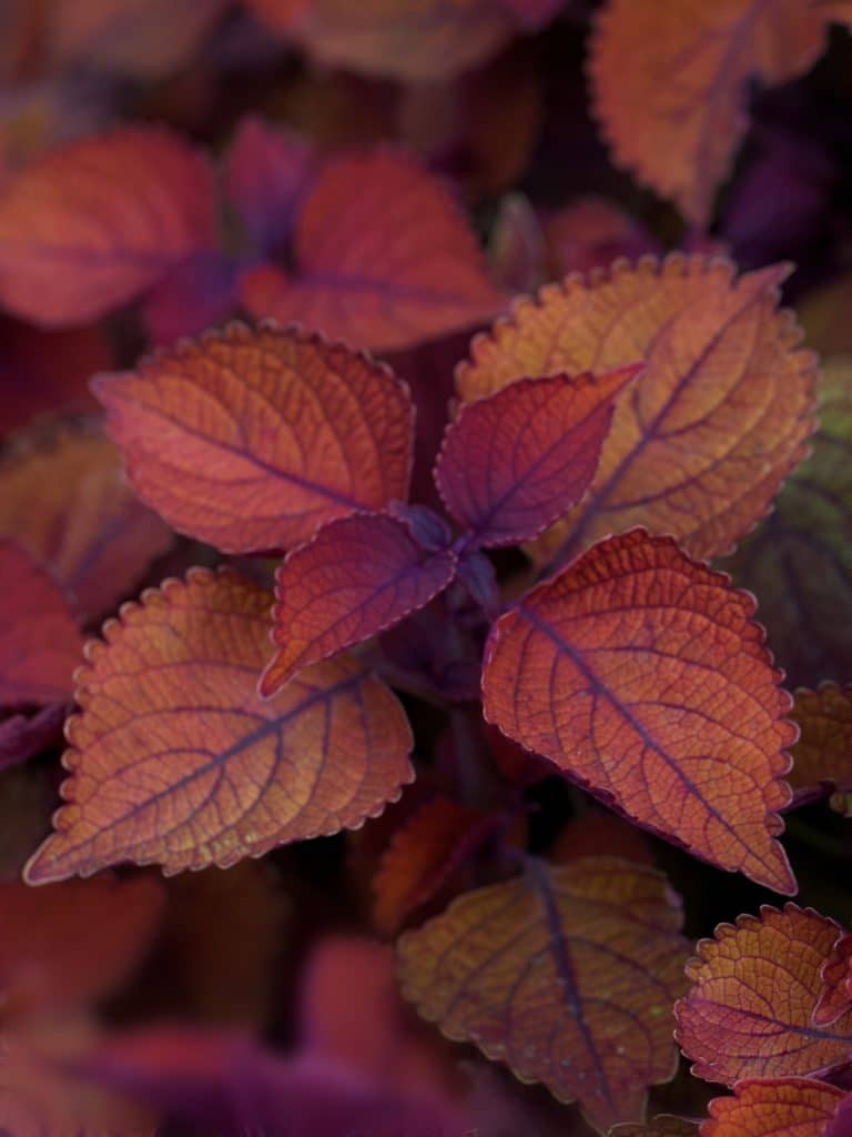Overwatered Coleus (5 Key Symptoms & What You Can Do)